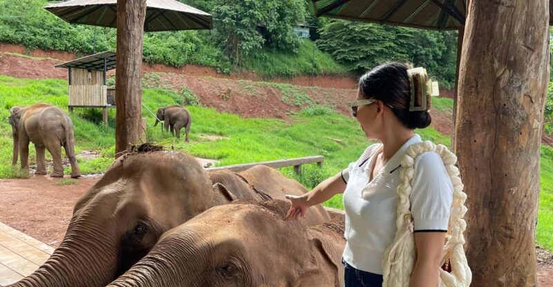 Elefin Farm & Cafe Half-day tour with Private Car - Key Points