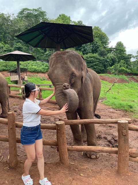 Elefin Farm & Cafe Half-day tour with Private Car - Authenticity and Value