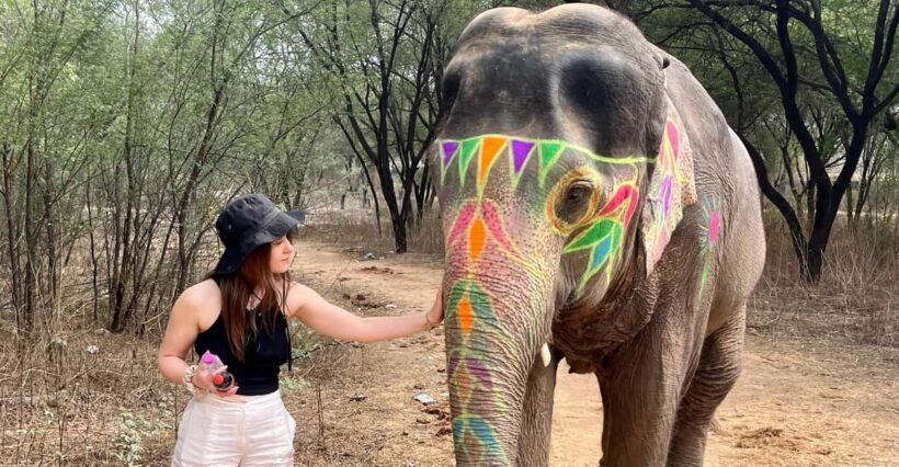 Elefun Best Elephant Sanctuary in Jaipur - An Honest Look at the Elephant Sanctuary Experience