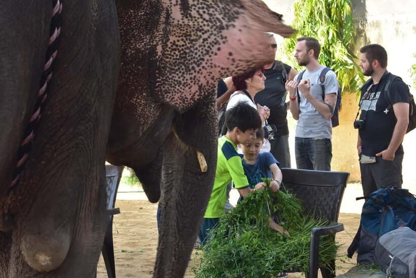 Elefun Best Elephant Sanctuary in Jaipur - Who Will Enjoy This Experience?