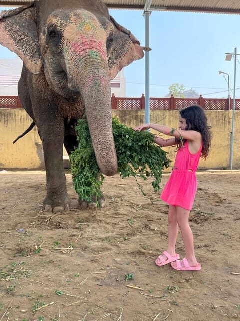 Elefun Best Elephant Sanctuary in Jaipur - FAQ