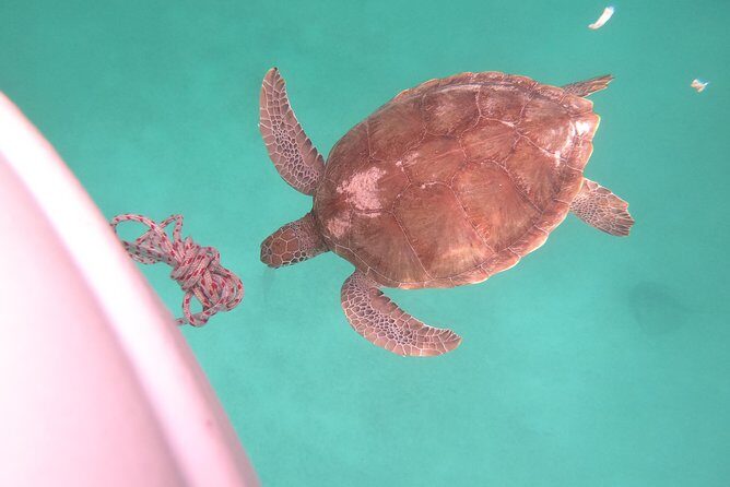 Elegance Catamaran turtles swim and lunch cruise - FAQ