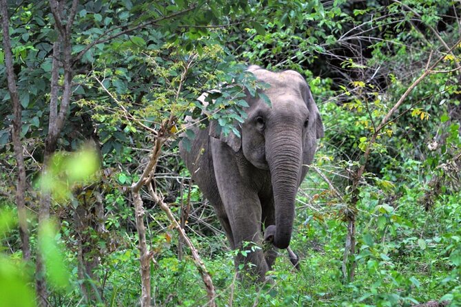 Elephant and Animal Watching in Kuiburi National Park - Join Afternoon Tour - An In-Depth Look at the Kuiburi National Park Wildlife Tour