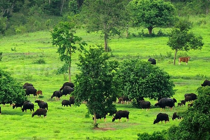 Elephant and Animal Watching in Kuiburi National Park - Join Afternoon Tour - FAQs