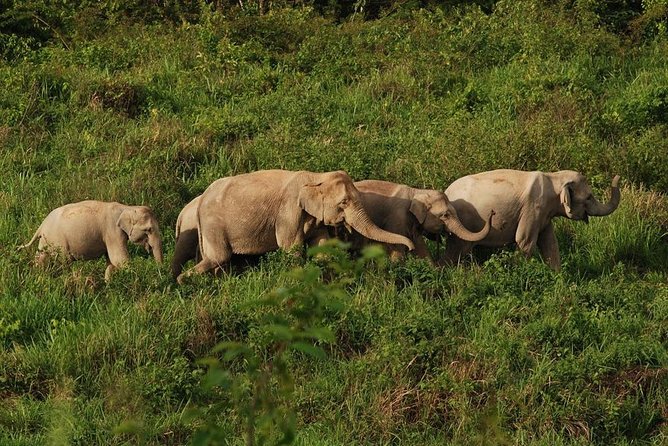 Elephant and Wildlife Watching in Kuiburi National Park - Private Afternoon Tour - What the Reviews Say