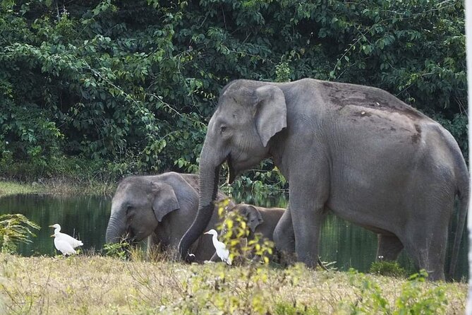 Elephant and Wildlife Watching in Kuiburi National Park - Private Afternoon Tour - Who Would Love This Tour?