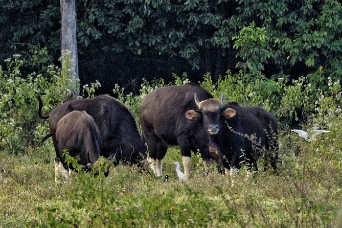 Elephant and Wildlife Watching in Kuiburi National Park - Private Afternoon Tour - FAQs