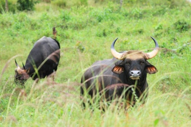 Elephant and Wildlife Watching in Kuiburi National Park - Private Afternoon Tour - Final Words