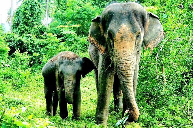 Elephant Care Experience - Why This Experience Offers Good Value