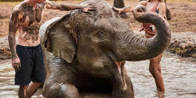 Elephant Care Experience with Mud Bath at Bali Zoo - The Overall Experience