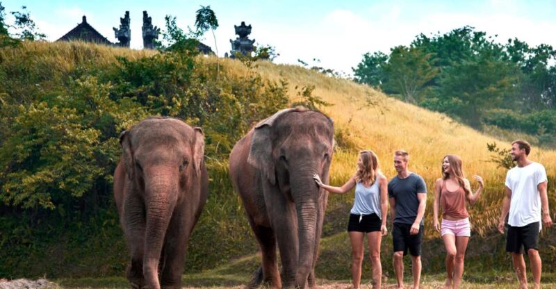 Elephant Care Experience with Mud Bath at Bali Zoo - Who Would Love This Tour?