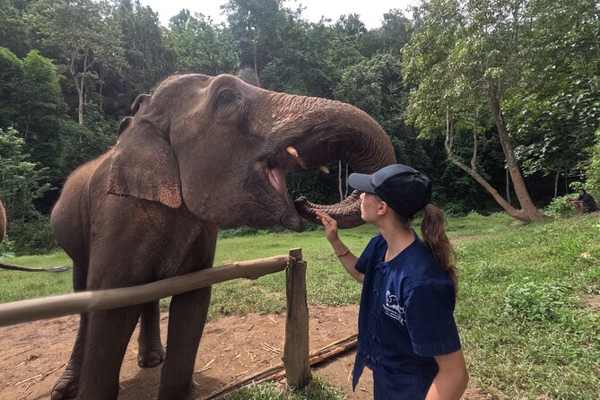 Elephant care program at Chiangmai Elephant Care - Key Points