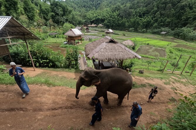 Elephant care program at Chiangmai Elephant Care - Authentic Feedback from Travelers