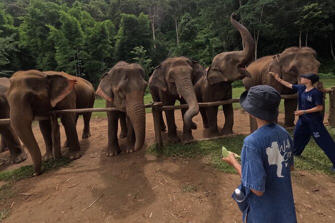 Elephant care program at Chiangmai Elephant Care - FAQs