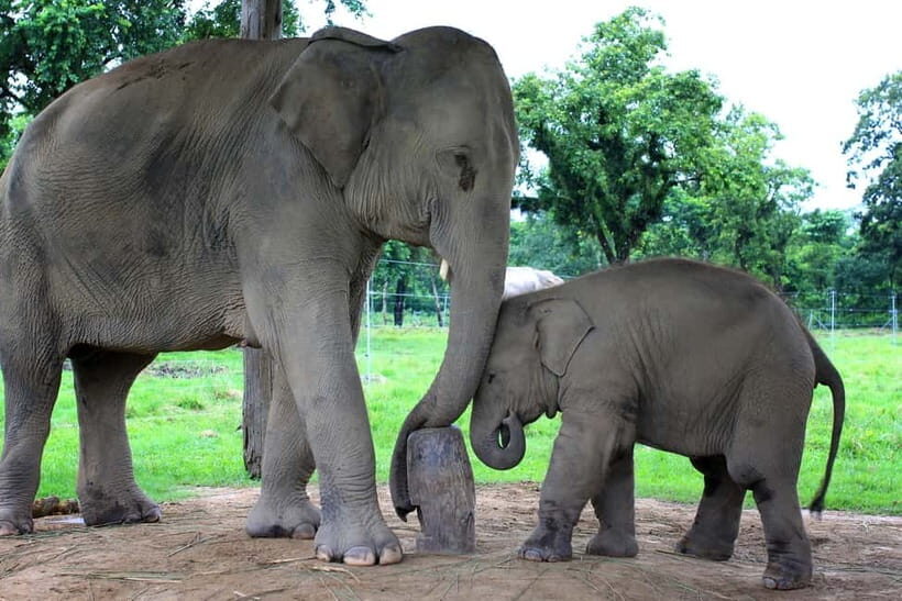 Elephant Conservation & Taj Mahal Sunrise Tour : From Delhi - A Detailed Look at the Experience