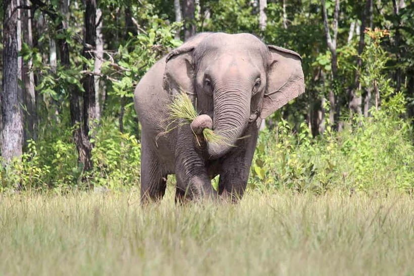 Elephant experience tour in Tay Nguyen - An Introduction to the Tour