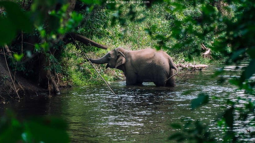Elephant experience tour in Tay Nguyen - What to Expect on the Day