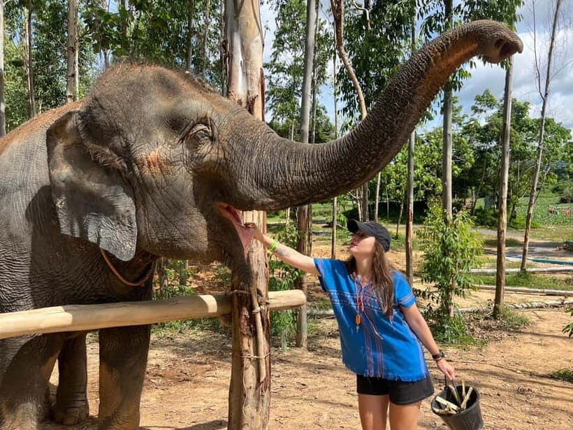 Elephant Experience with transfers and Thai food buffet - Key Points