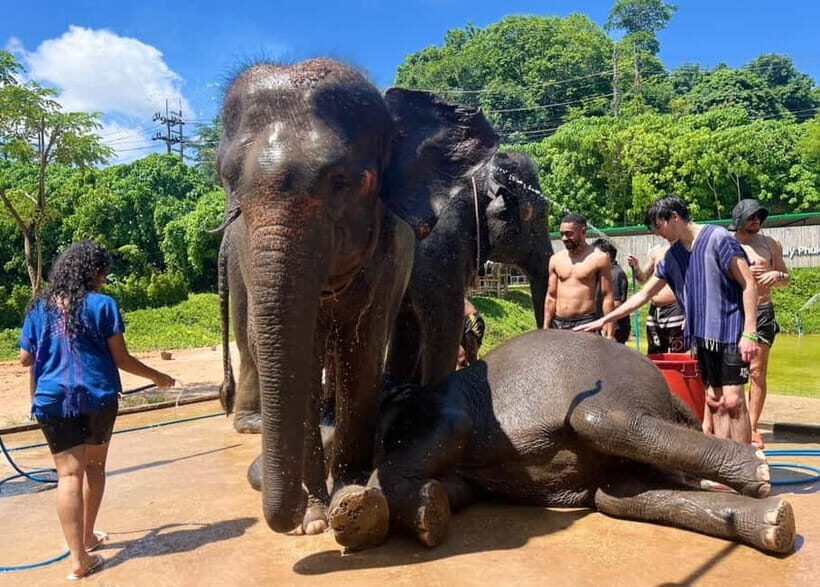 Elephant Experience with transfers and Thai food buffet - Final Thoughts: Is It Worth It?