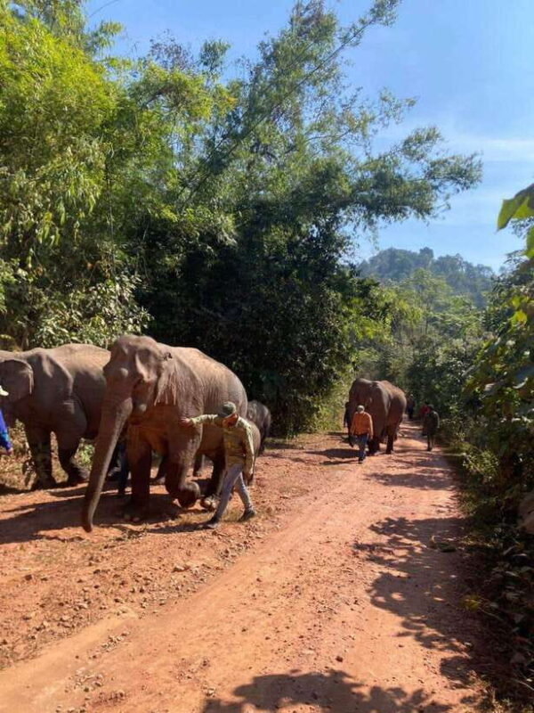 Elephant Home Sanctuary in Muang Thong Sayaboury Laos - Frequently Asked Questions