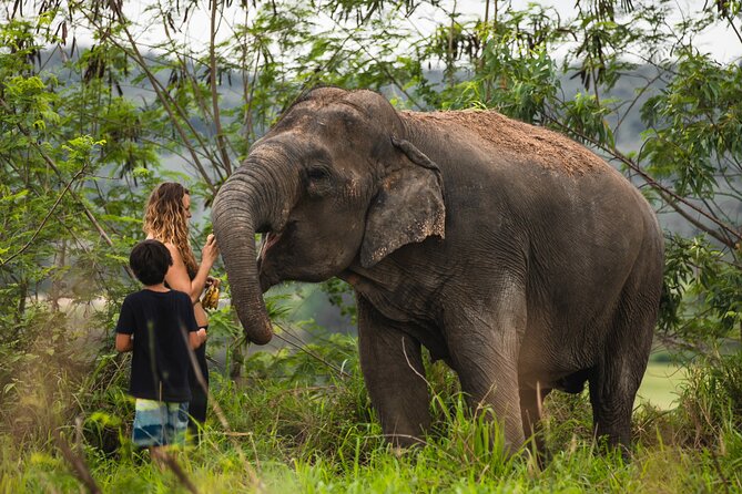 Elephant Jungle Sanctuary: Half Day Afternoon Program - Authenticity and Ethical Considerations