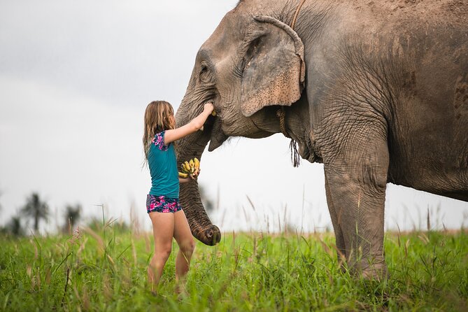 Elephant Jungle Sanctuary: Half Day Morning Program - Who Should Consider This Tour?
