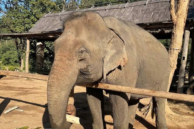 Elephant keeper programs with Kuang si waterfall in Laos - A Deep Dive into the Experience