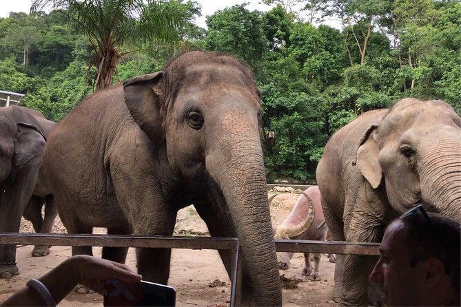 Elephant keeper programs with Kuang si waterfall in Laos - What Makes This Tour Stand Out?