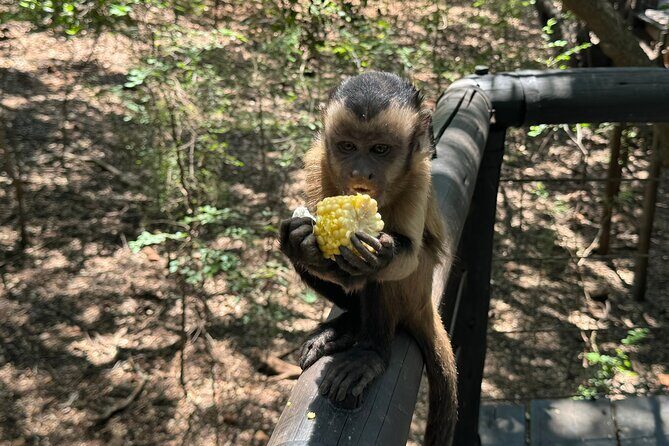 Elephant & Monkey Sanctuary Tour from Johannesburg - Authenticity and Authentic Encounters