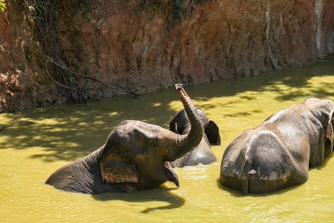 Elephant Nature Experience with Lunch at Bukit Elephant Park - An Honest Look at the Elephant Experience