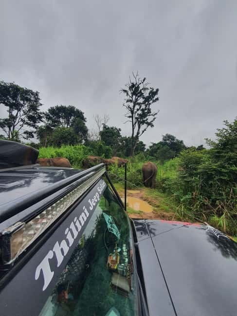 Elephant safari: Minneriya national park elephant safari - FAQ