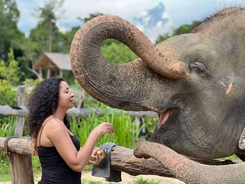 Elephant Sanctuary Cambodia, Pickup and drop off included - What You Can Expect from This Tour