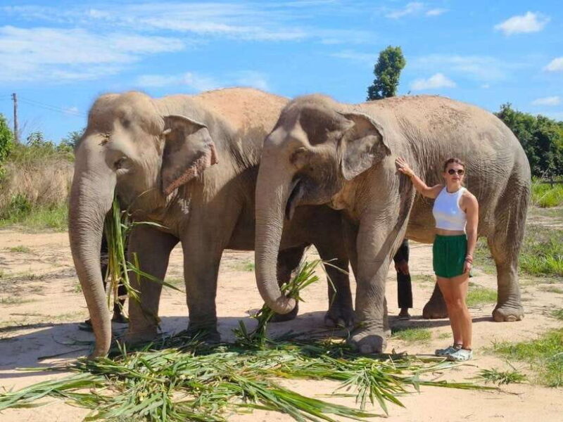 Elephant Sanctuary Cambodia, Pickup and drop off included - The Experience from Past Travelers