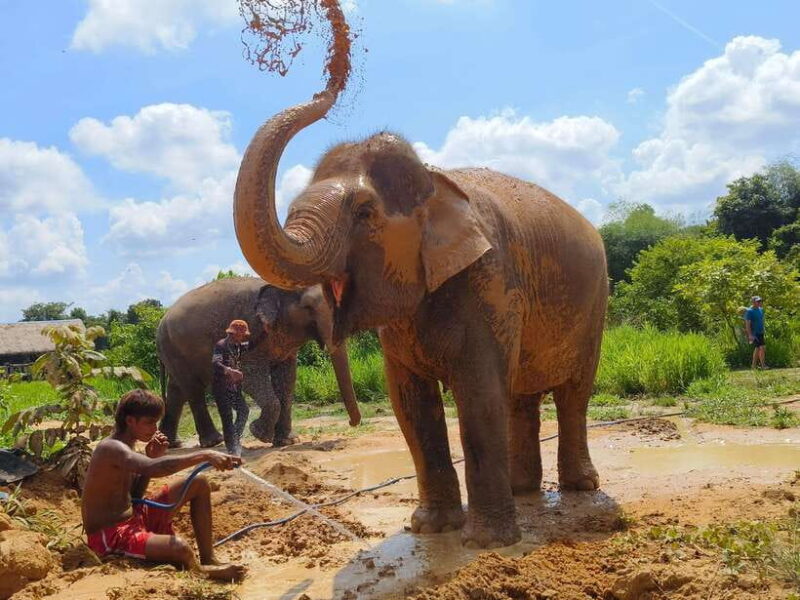 Elephant Sanctuary Cambodia, Pickup and drop off included - Who This Tour Is Best For