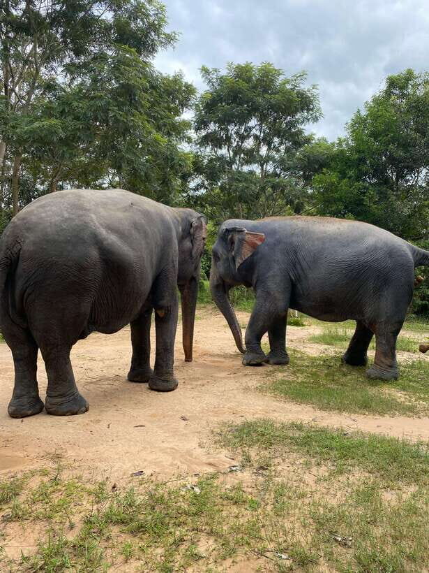 Elephant Sanctuary & Floating Village Private Tour - Who Will Appreciate This Tour?