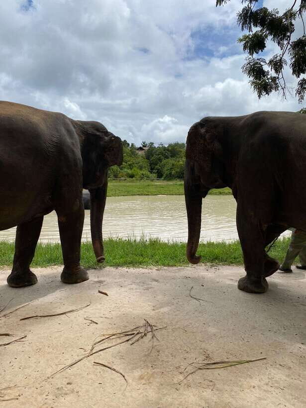 Elephant Sanctuary & Floating Village Private Tour - FAQ