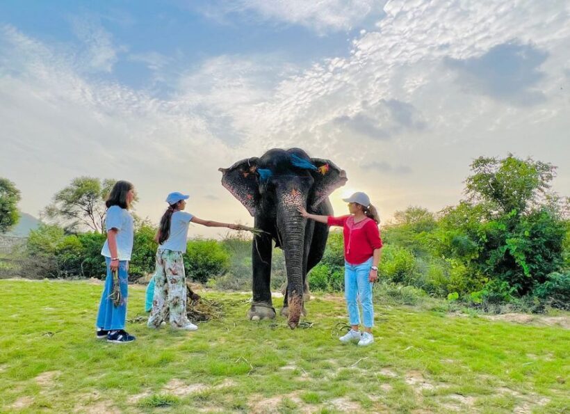 Elephant Sanctuary for Best elephant experience in Jaipur - An In-Depth Look at the Elephant Sanctuary Experience