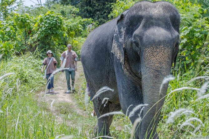 Elephant Sanctuary Small Group Tour in Phuket - The Value and What You Get for 3