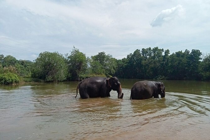 Elephant Sanctuary Small Group Tour in Phuket - Who Will Love This Tour?