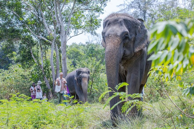 Elephant Sanctuary Small Group Tour in Phuket - FAQs