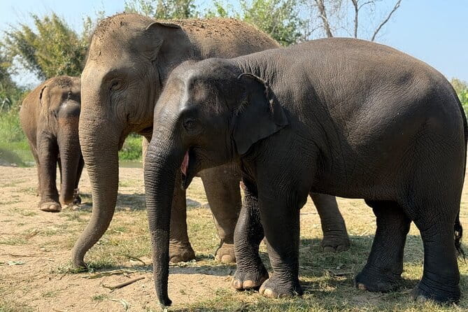 Elephant Sanctuary, Wat Ban Den & Sticky Waterfall - Practical Details and Why They Matter