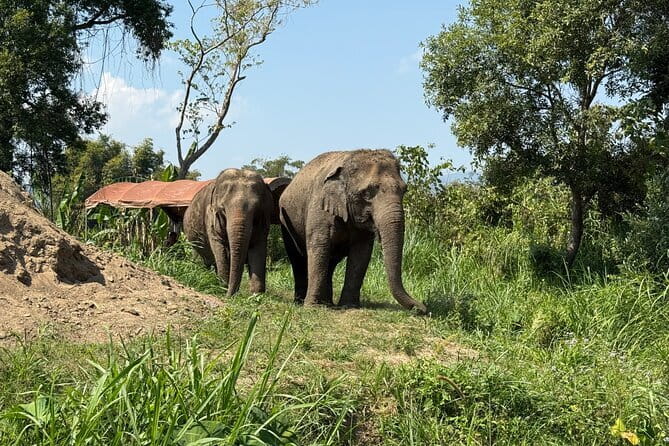 Elephant Sanctuary, Wat Ban Den & Sticky Waterfall - Authentic Experiences That Leave a Lasting Impression