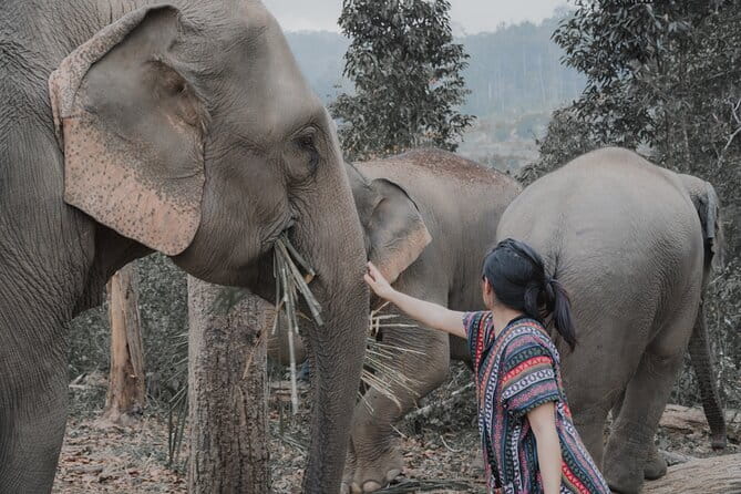 Elephant Sanctuary + Waterfall + Bamboo Rafting One Day Trip - Transportation, Timing, and Group Size