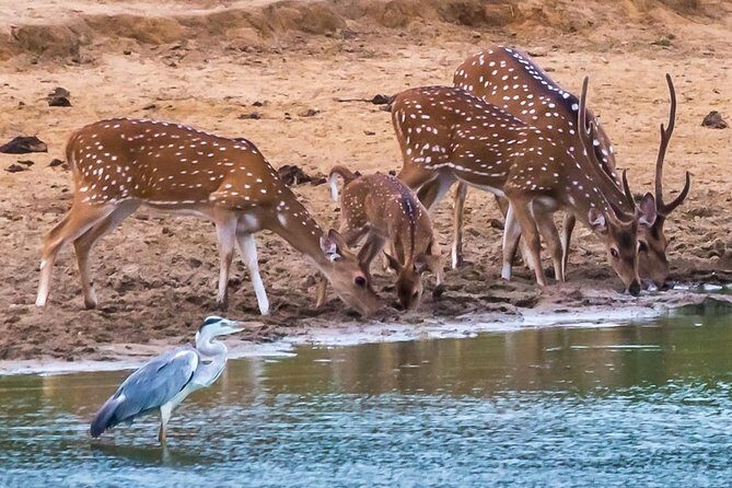 Elephant Transit Home Udawalawe with Jeep safari from Colombo - Key Points