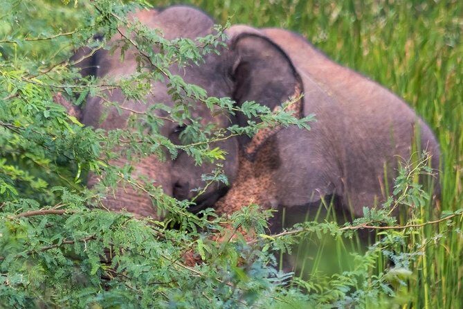 Elephant Transit Home Udawalawe with Jeep safari from Colombo - Who Is This Tour For?