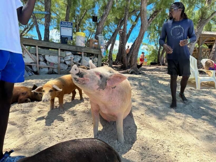 Eleuthera Adventure: Swings, Pigs, and Reefs - Authenticity and Value