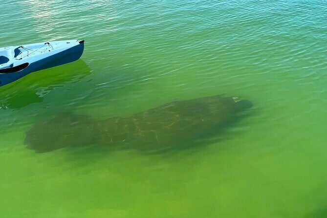 Elite Hobie Kayak Experience: Ultimate Premium Eco Adventure! - What You Can Expect on the Water