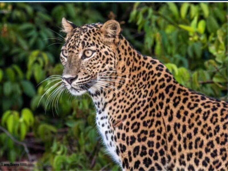 Ella: All Inclusive Yala Half Day Leopard Safari - Exclusive - Who Is This Tour Best For?