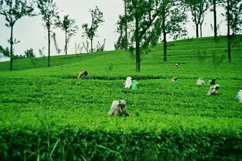 Ella: Day Tour From Kandy with Train Ride - The Scenic Train Journey to Ella