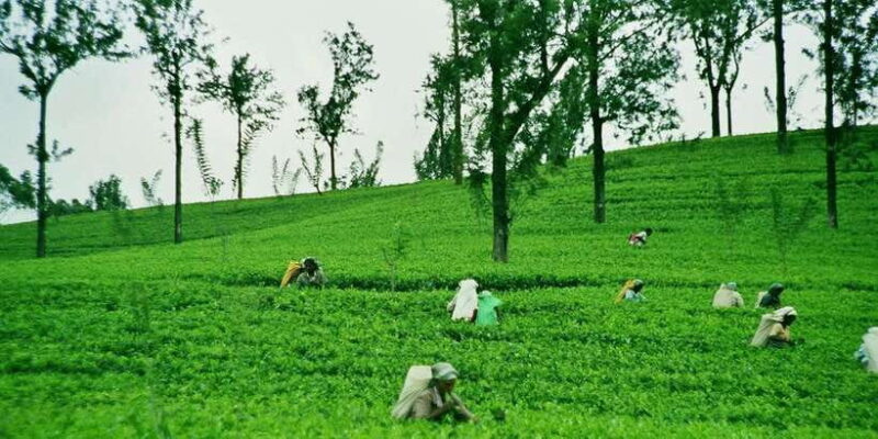 Ella: Day Tour From Kandy with Train Ride - Key Points